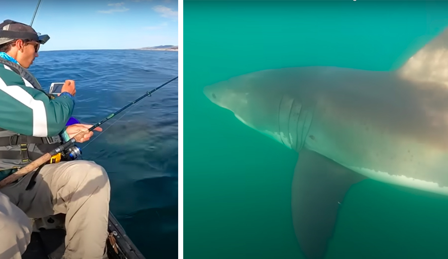 Check Out the Size of This Great White Shark as It Circles a Kayak ...