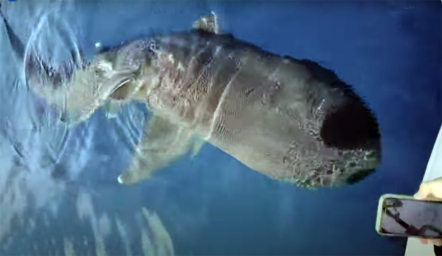 Rare 'Megamouth' Sharks Spotted Off San Diego Coast | The Inertia