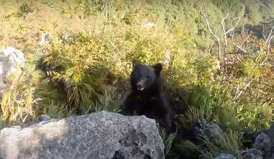 Climber In Japan Attacked by Angry Bear Fends It Off With Hammer Fists
