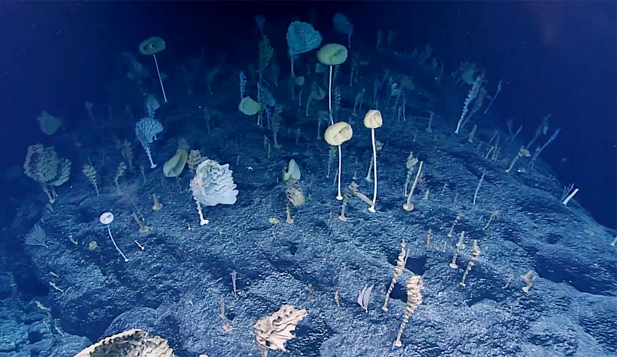 See Why Deep Sea Explorers Dubbed This Place the 'Forest of the Weird'