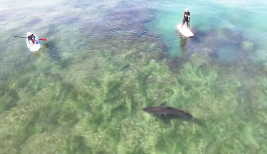 Watch a Great White Shark Separate a Pair of Paddleboarders