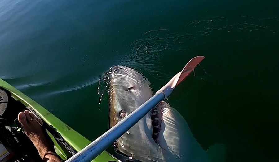 This Great White Shark Tried to Take a Kayaker's Arm Off in Australia ...