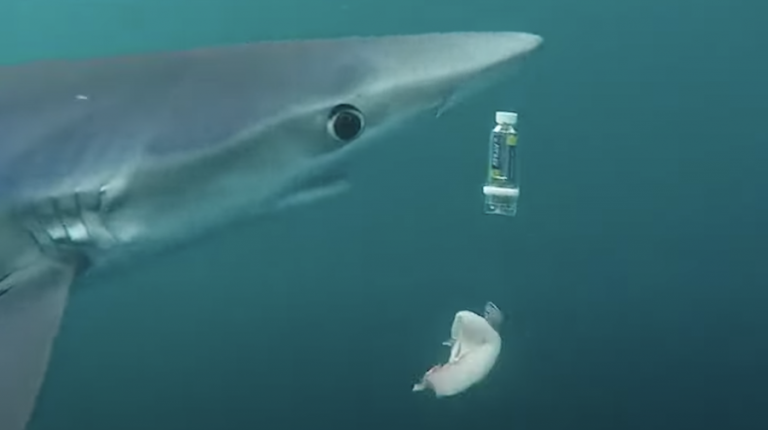 Device Uses Electrical Field to Scare Sharks Away From Fishing Hooks
