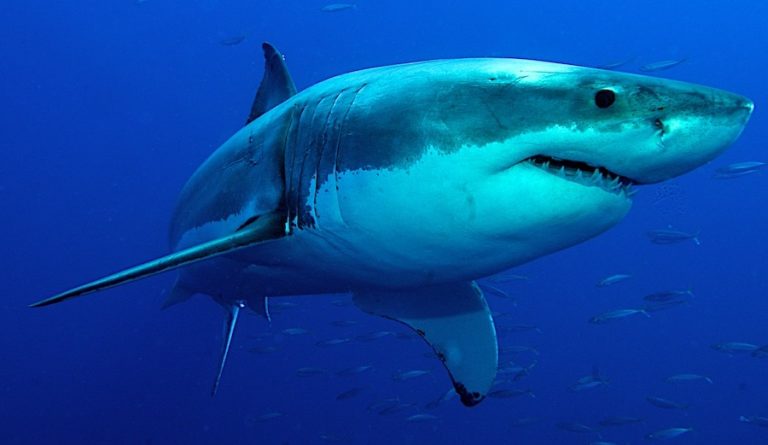 Scientists Fascinated by Growing Great White Shark Population in Del ...