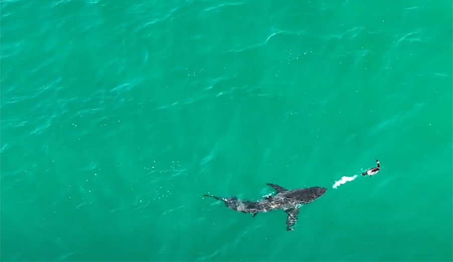 Watch a Bird Take a Dump in a Great White Shark's Face