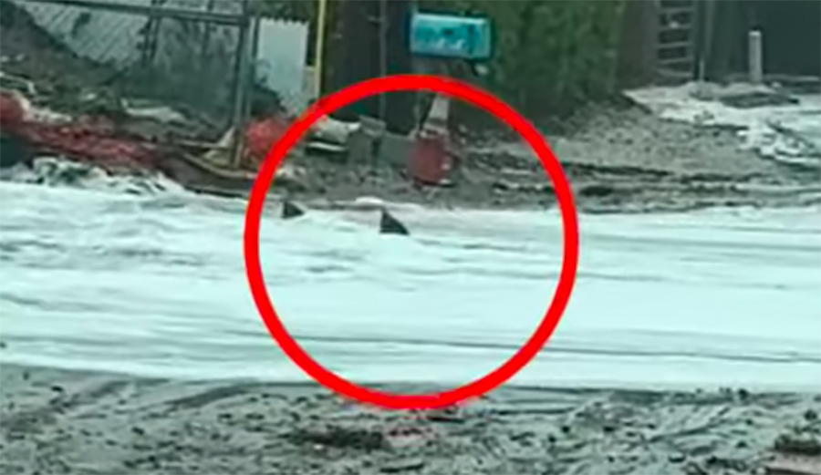 Surf Shop Goes Viral After Posting Video of Possible Sharks Swimming ...
