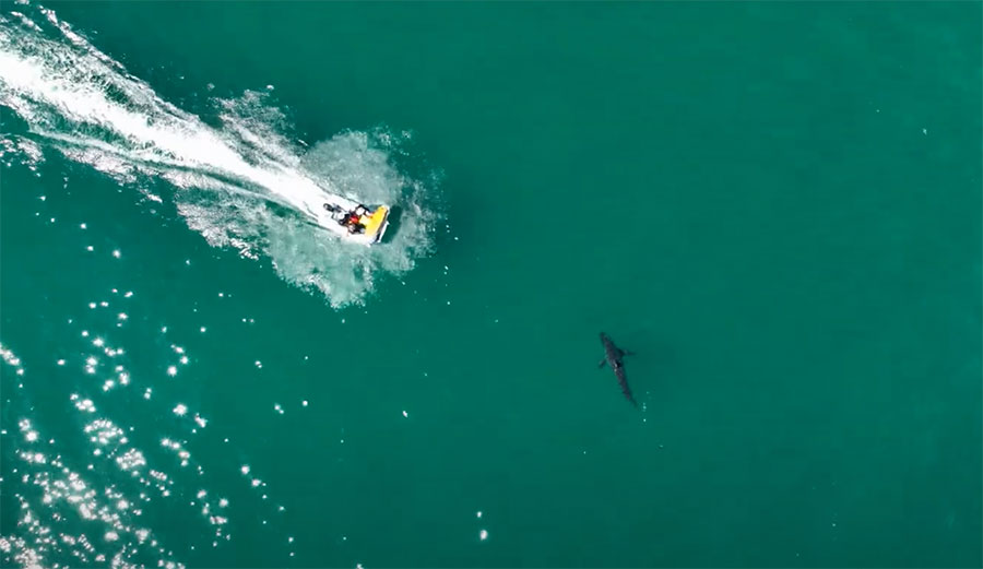 11-Foot Great White Shark Rammed Head On by Boaters