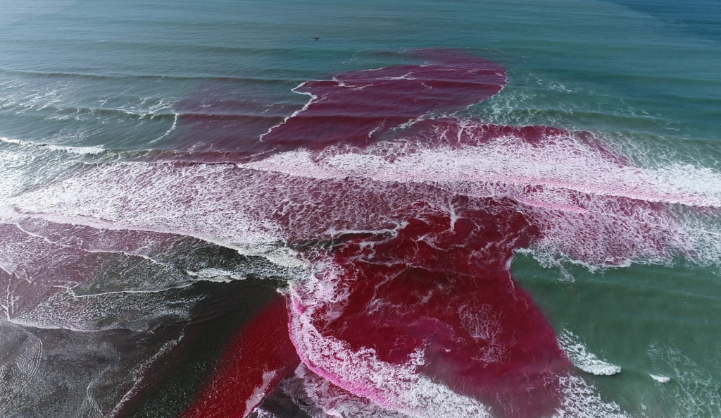 Scripps Researchers Dyed Freshwater Pink to Study Its Flow Into the Ocean