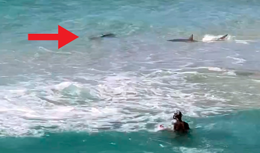 Watch These Sharks Get Up Close and Personal With Pipe Master Balaram Stack