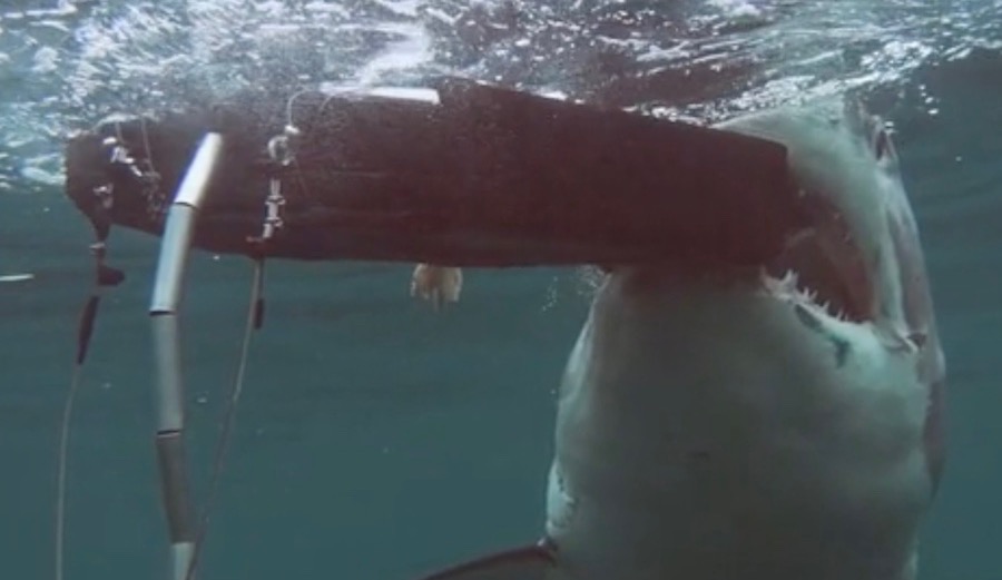 Shark Bite-Resistant Swim Gear Under Testing In…Oklahoma