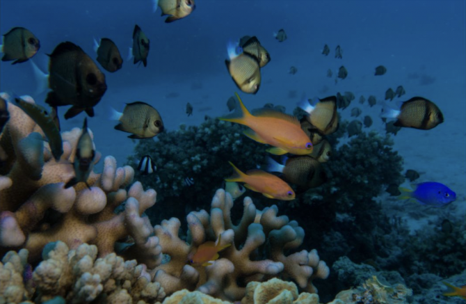 Surfing and Snorkeling the Remote Islands of Fiji | The Inertia