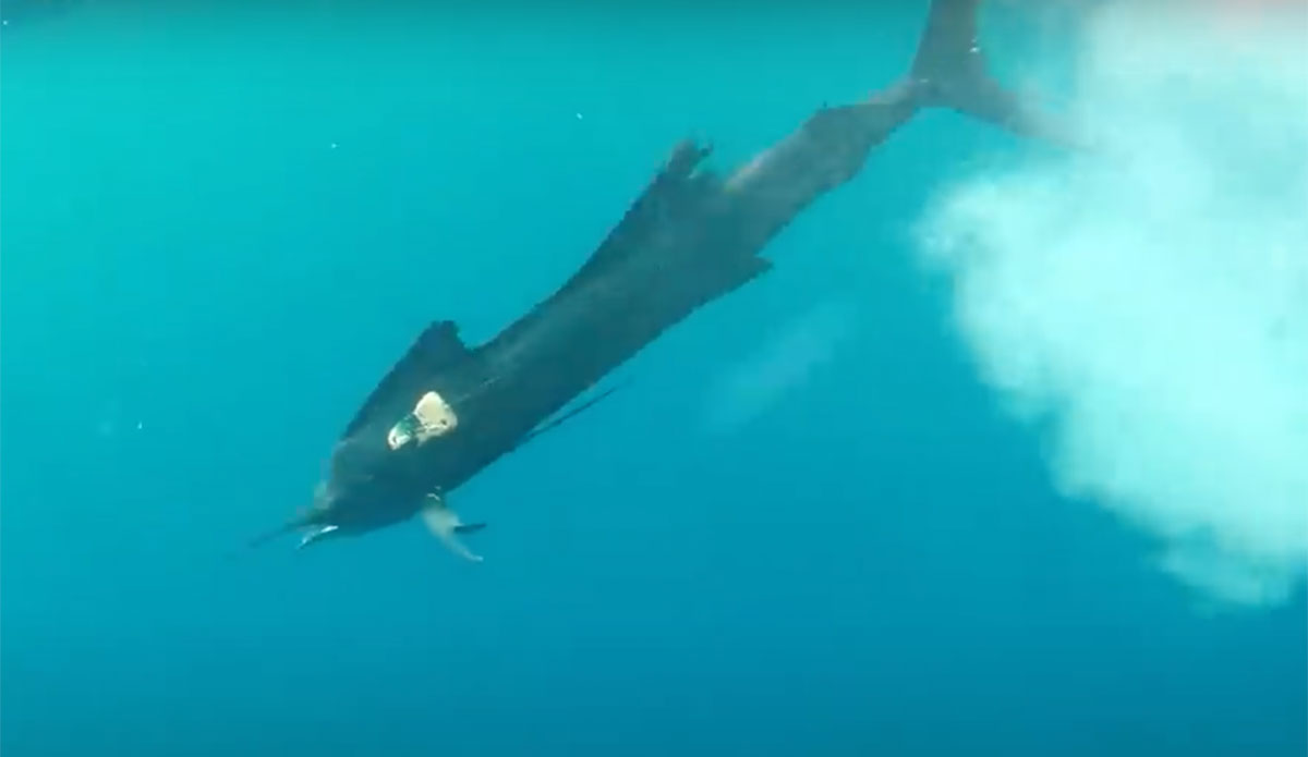 Watch the First-Ever Footage of the World's Fastest Fish on a Solo Hunt