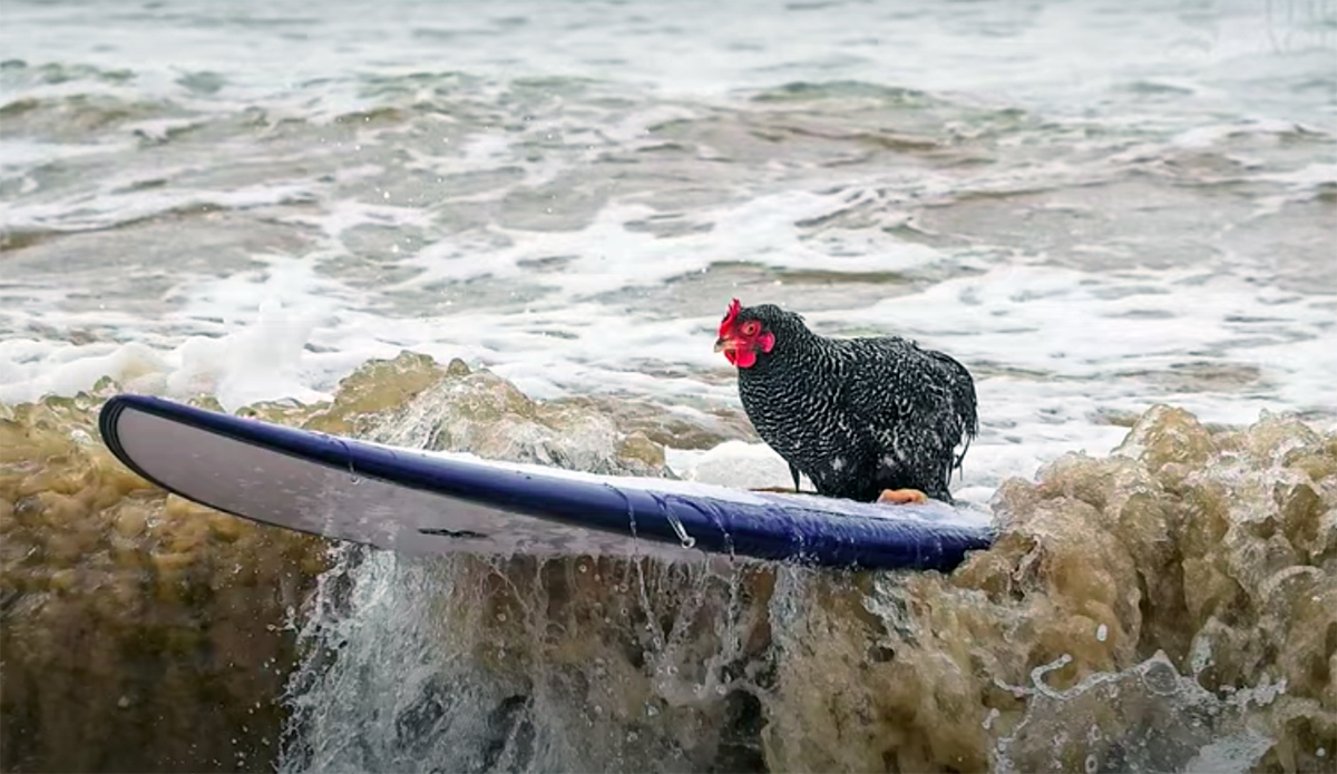 Meet the Woman Who Taught Her Chicken to Surf