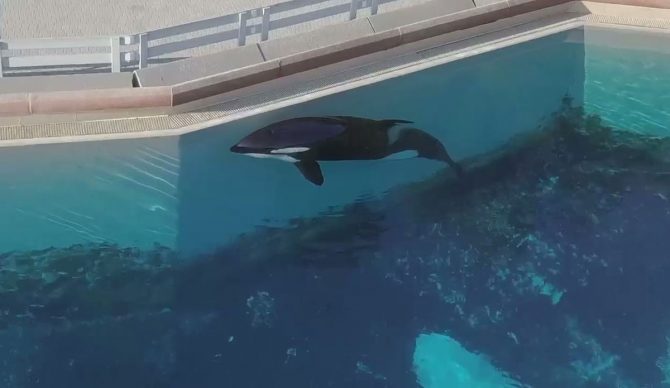 Kiska, the 'World's Loneliest Whale,' Has Died in Captivity