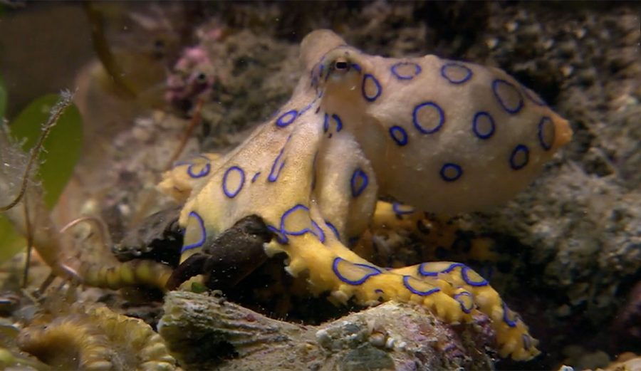 Woman Survives Bite From Blue-Ringed Octopus, One of the Most Venomous ...