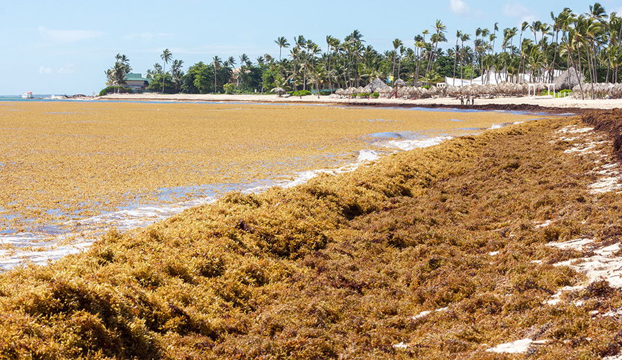 Giant Seaweed Bloom Headed for Florida Is Twice the Width of U.S.