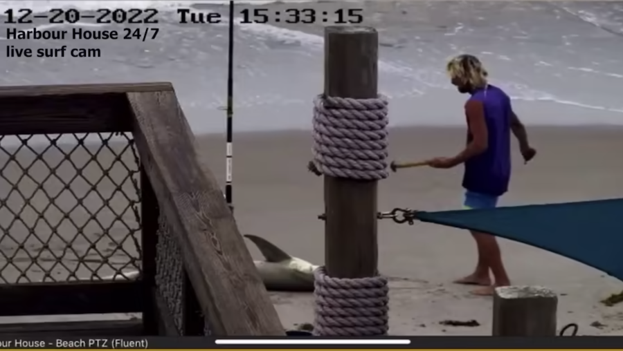 Man Who Allegedly Beat Protected Shark Species With a Hammer Arrested