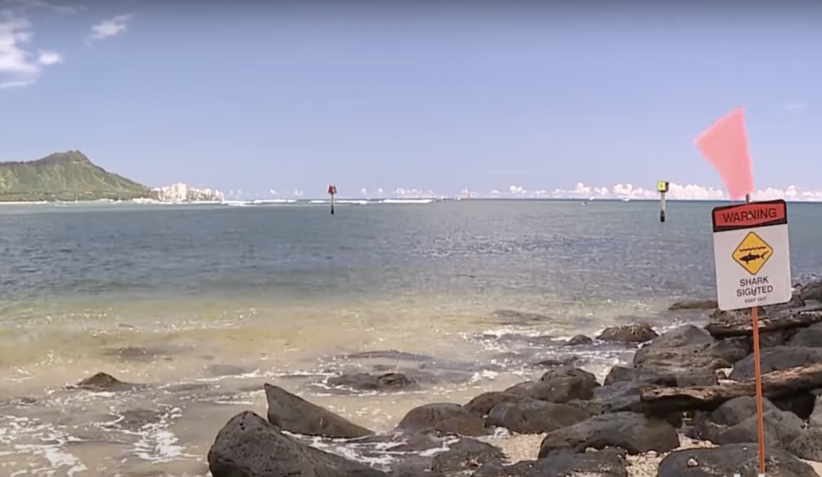 Shark Encounter at Hawaii Surfing Association State Championship | The ...