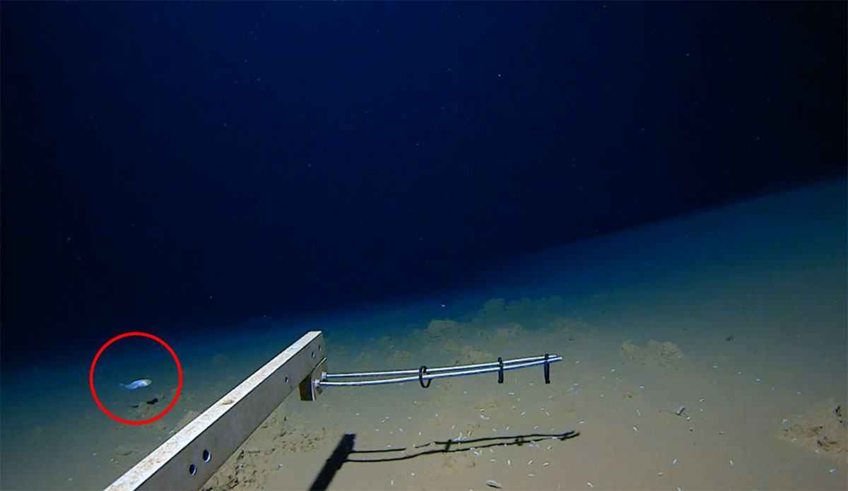 Deepest-Ever Snailfish Filmed Swimming at 27,349 Feet Down