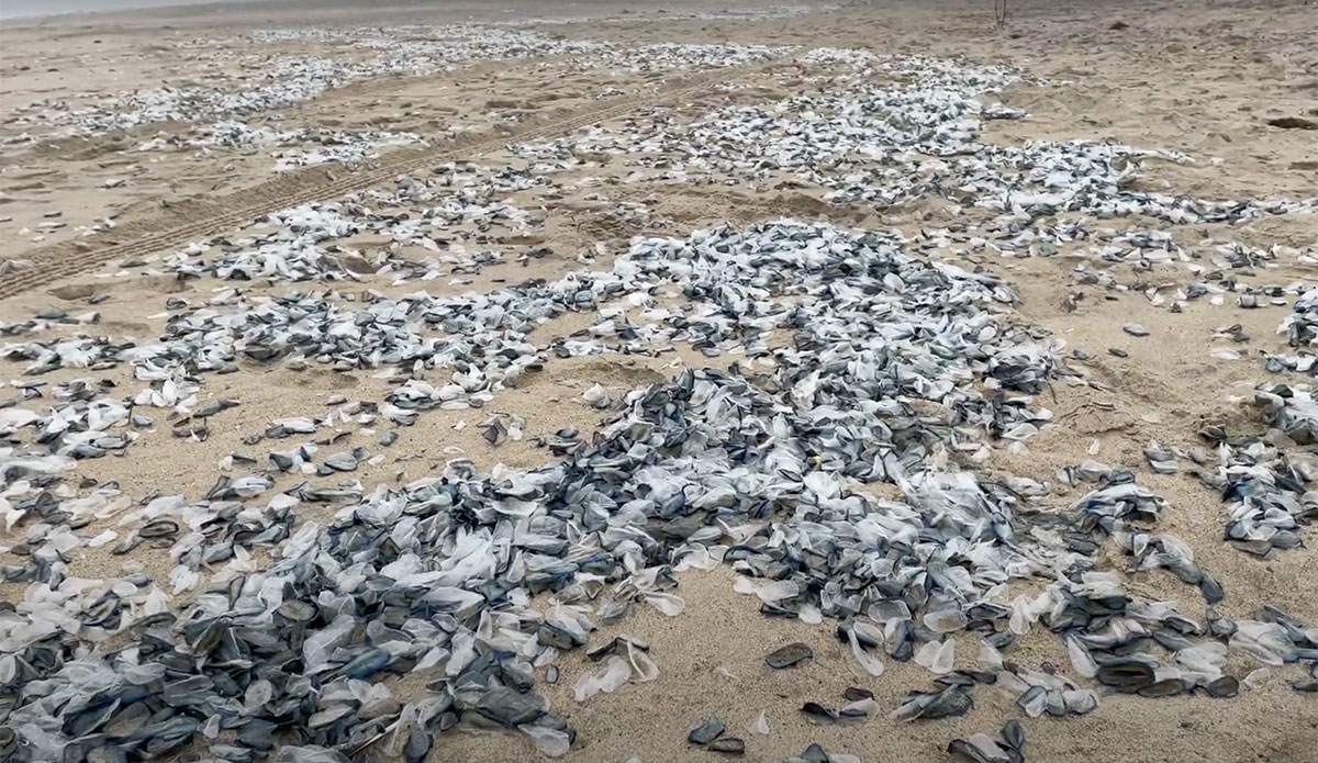 Here's the Deal With the Tiny Blue Blobs Washing Up on California Beaches