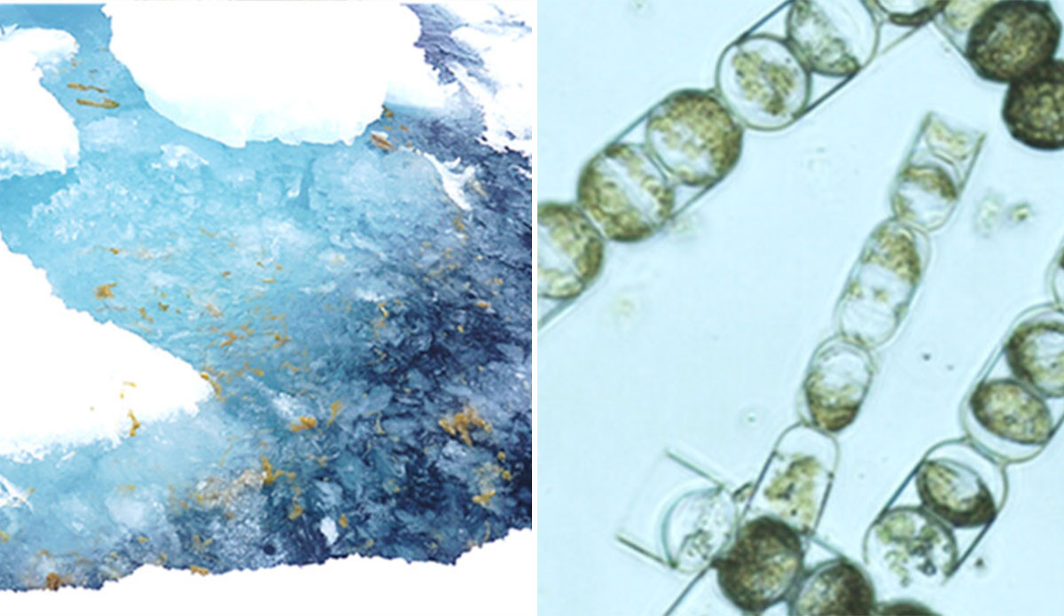 Microplastics Found In Arctic Algae Could Spell Disaster For the Food Chain