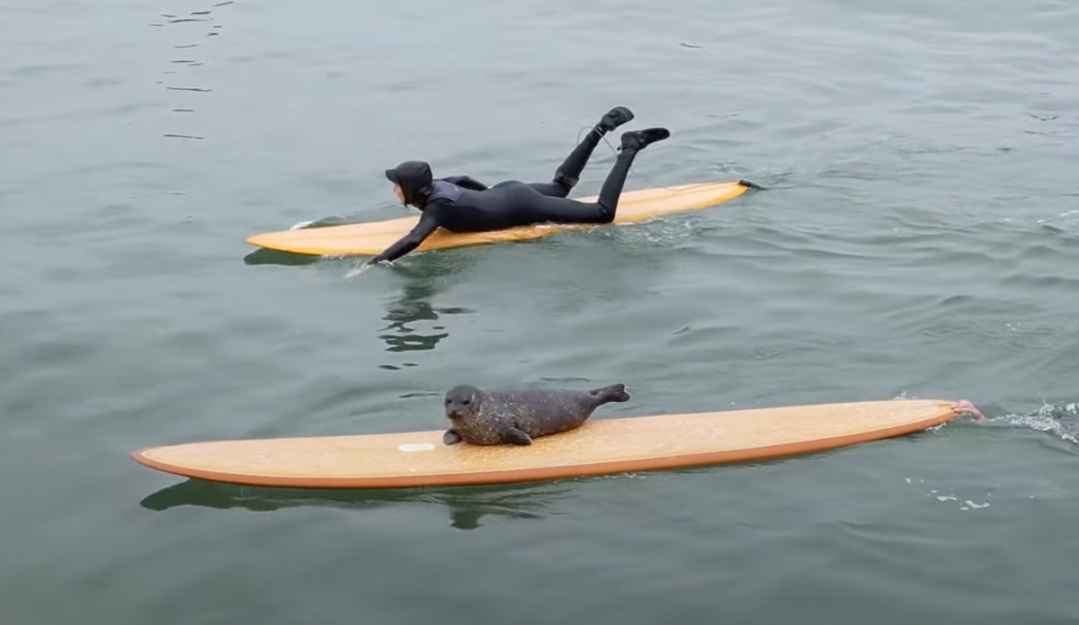 Orphaned Seal Pup Hops from Board to Board With Surfers of Tourmaline