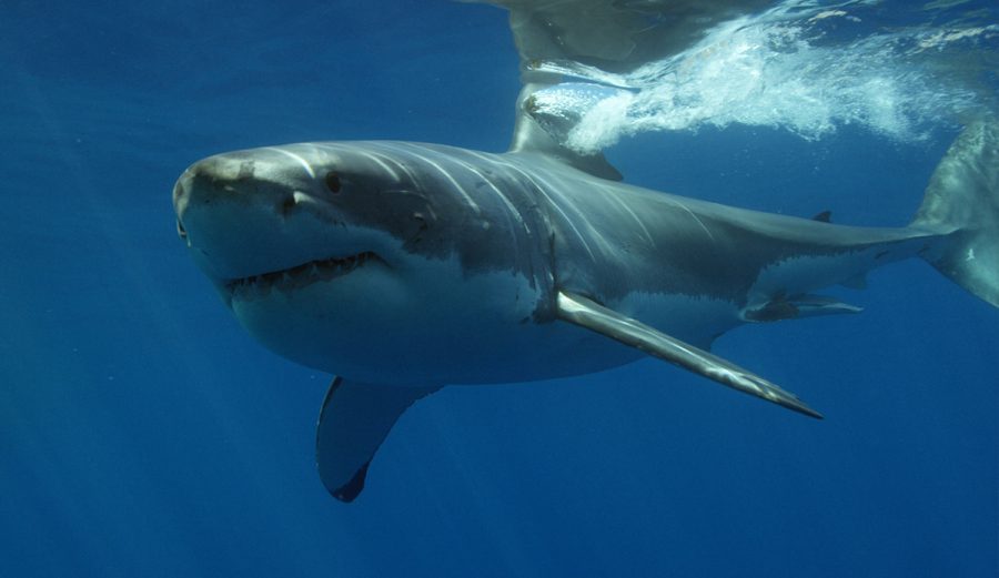 Study: Great White Sharks Near Surfers 97 Percent of Time at Some ...