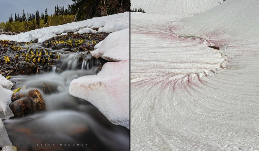‘Watermelon Snow’ Is Popping Up In What’s Left of Utah’s Record ...