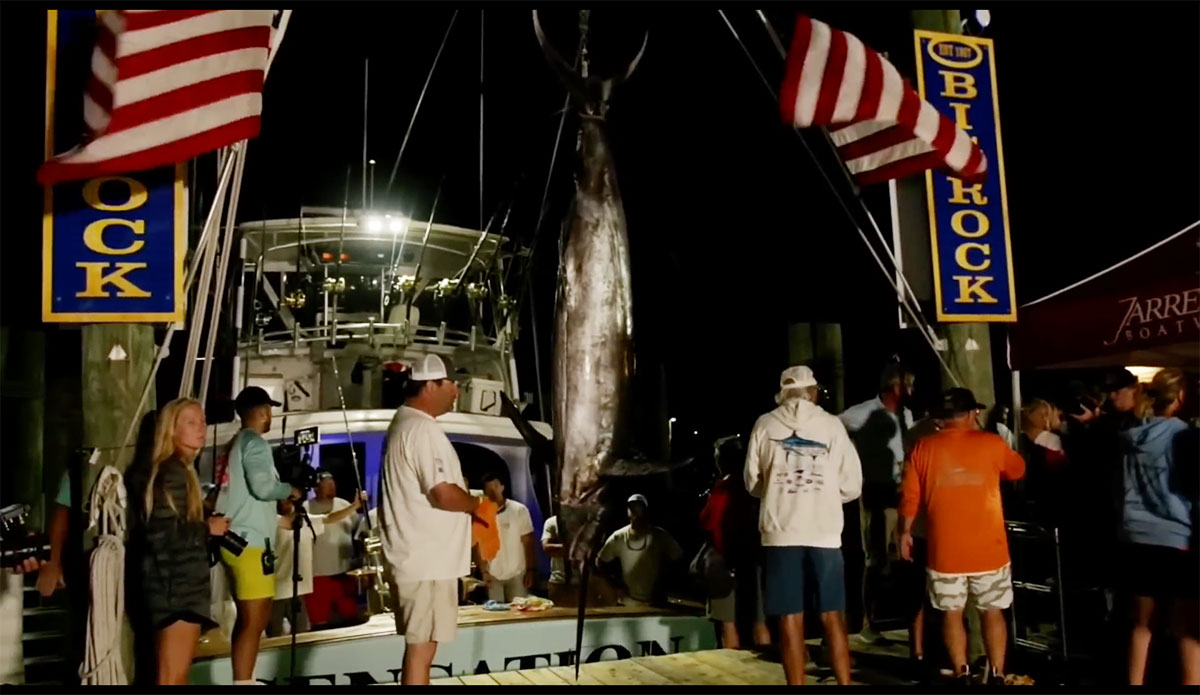 Shark Bite in Blue Marlin Fishing Tournament Costs Crew $3.5 Million Prize