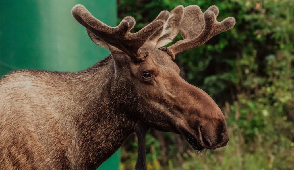 First-Ever Rabid Moose in Alaska Found Drooling and Acting Aggressively