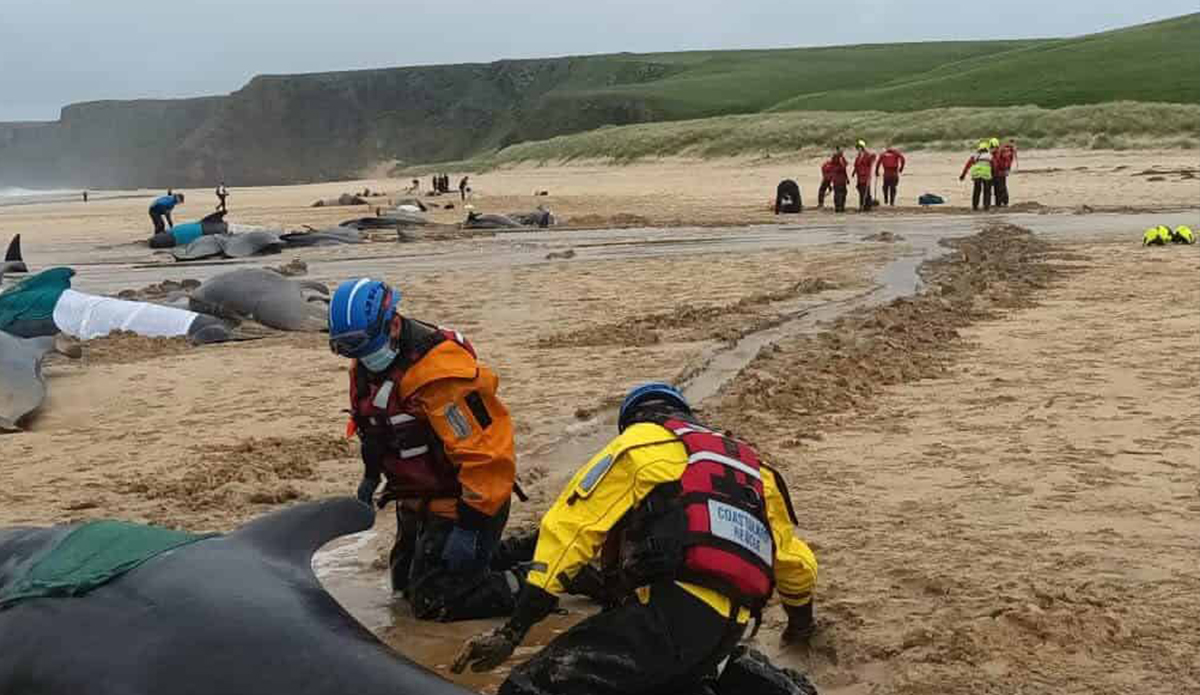 Entire Pod of 55 Whales Stranded On Scottish Beach