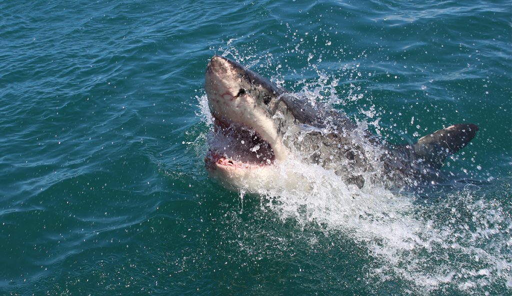 Do Shark Drum Lines Work? That Might Be The Wrong Question