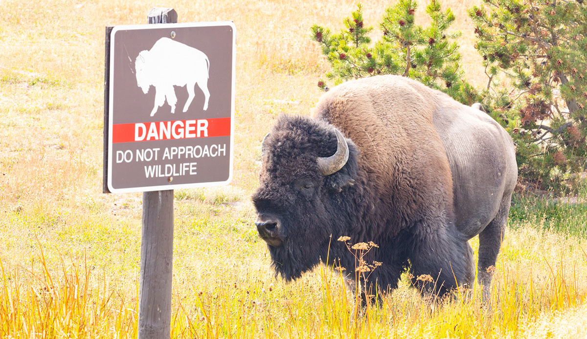 Bison Gores Yet Another Tourist at Yellowstone National Park