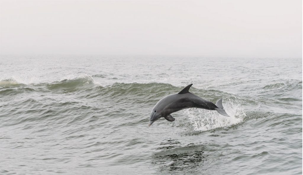 4 People Injured in Spate of Dolphin Attacks at Japanese Beach