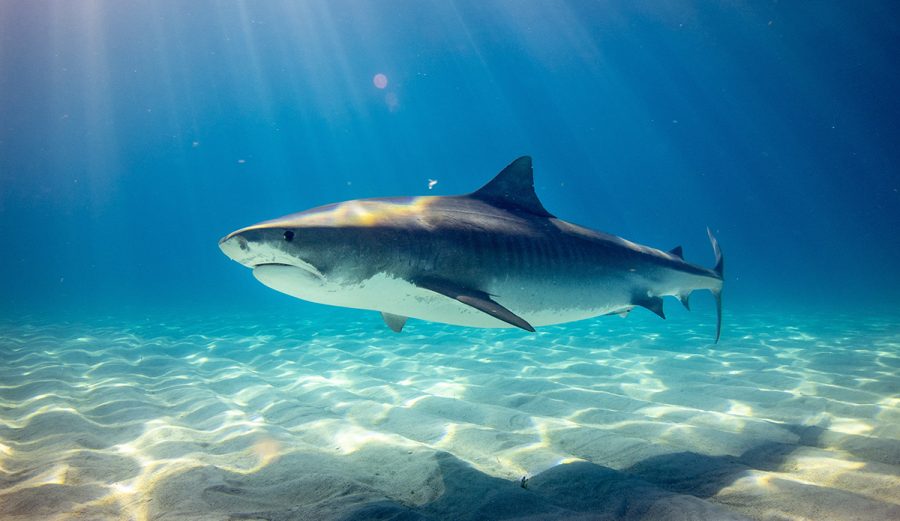 Shark Fishing To be Effectively Banned From Perth Beaches