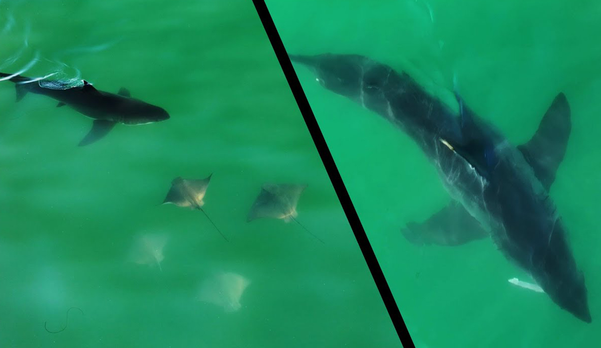 Rare Drone Footage Shows Great White Sharks Hunting Bat Rays