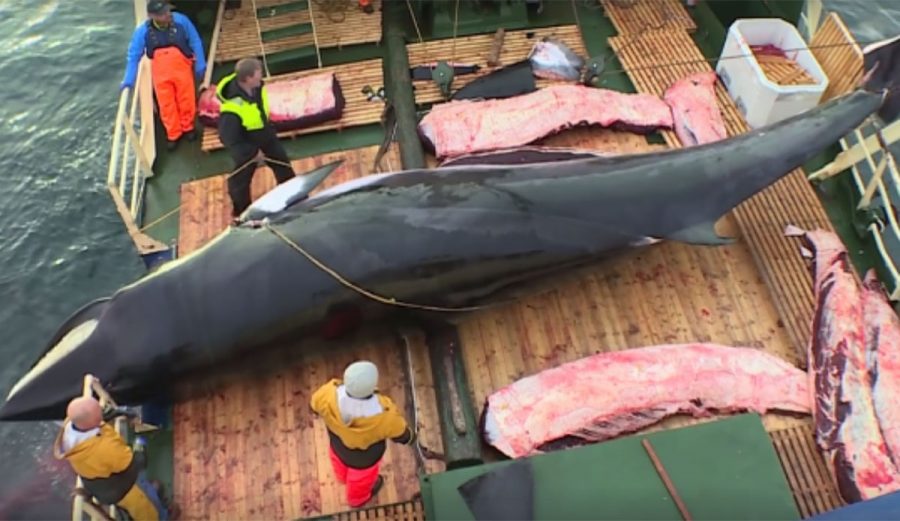 Whaling In Iceland Allowed Again Just Months After It Was Banned