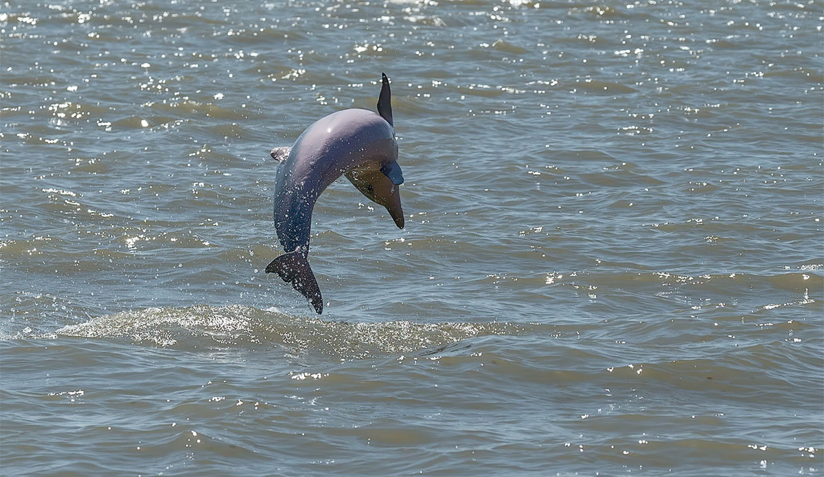 Over 100 Dolphins Dead In Brazilian Amazon Amid Soaring Water Temperatures