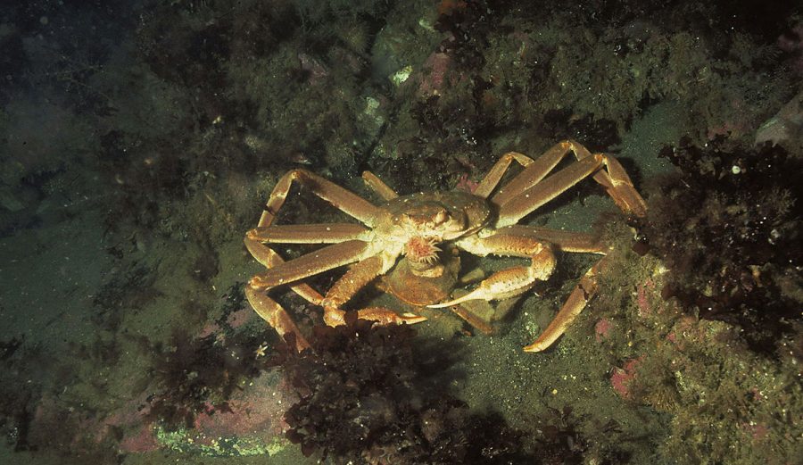 10 Billion Snow Crabs Vanished in the Bering Sea and Researchers Think ...