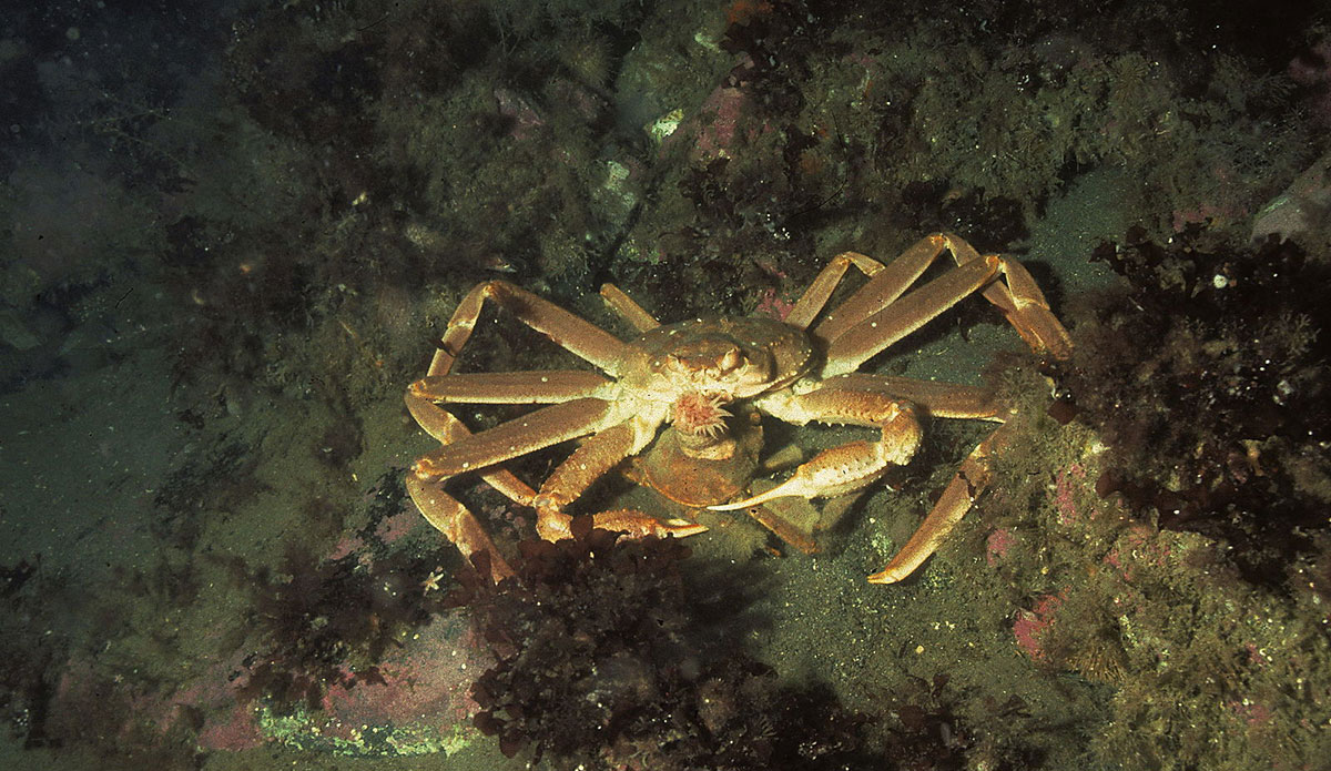 10 Billion Snow Crabs Vanished in the Bering Sea and Researchers Think Climate Change Is to Blame