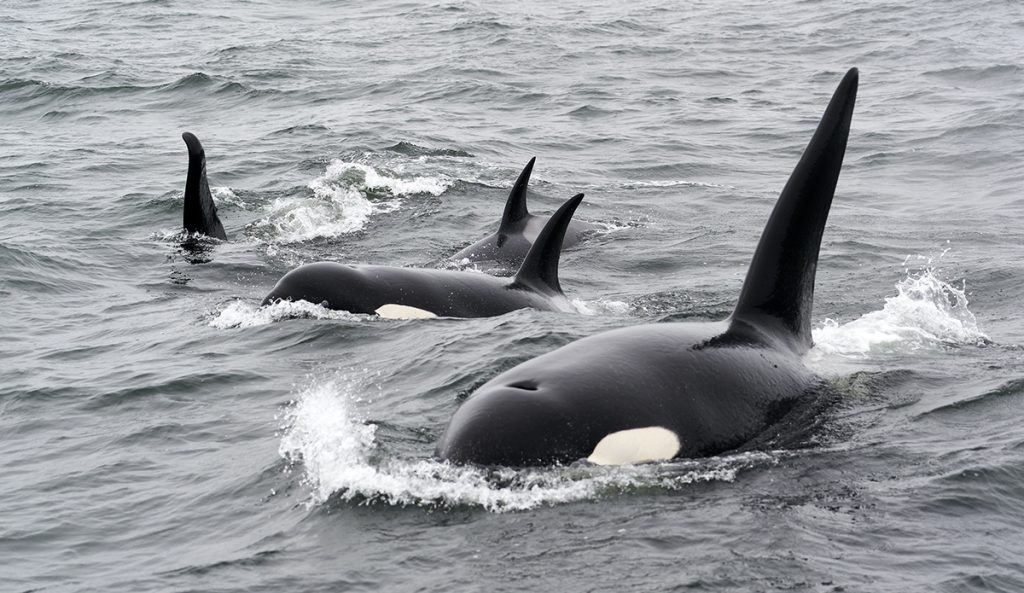 Orca Pack Sinks Polish Yacht In Straight Of Gibraltar