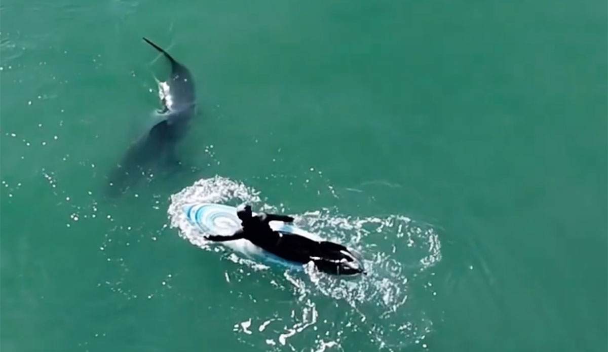 New Shark Data Further Informs How, and Where, Surfers Are Most Likely ...