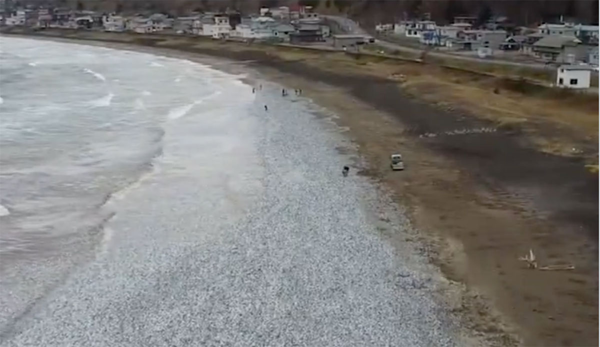 Huge Numbers of Dead Fish Wash Up in Japan; Authorities Deny Connection ...