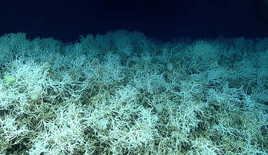 New Study Finds Largest Known Deep-sea Coral Reef Habitat