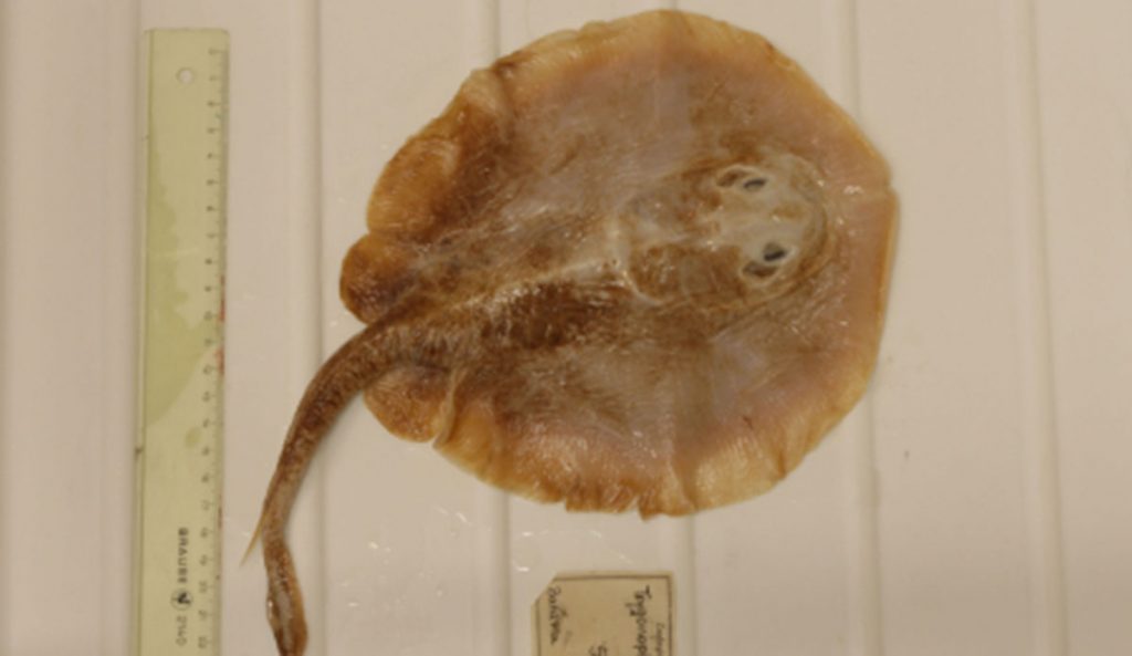 The Java Stingaree Is the First Marine Fish Species to Go Extinct as a ...