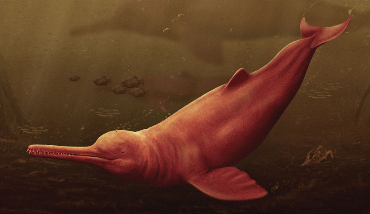 A Huge Species of Dolphin Lived in the Amazon Region 16.5 Million Years Ago