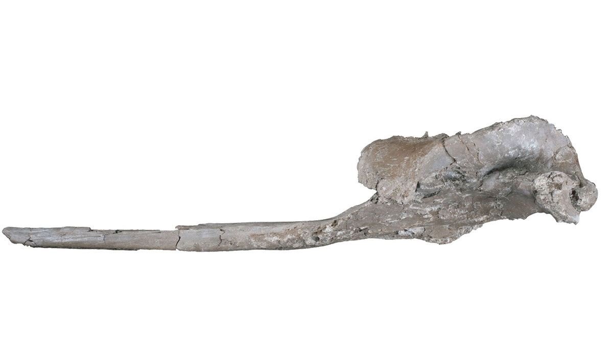 A Huge Species of Dolphin Lived in the Amazon Region 16.5 Million Years Ago