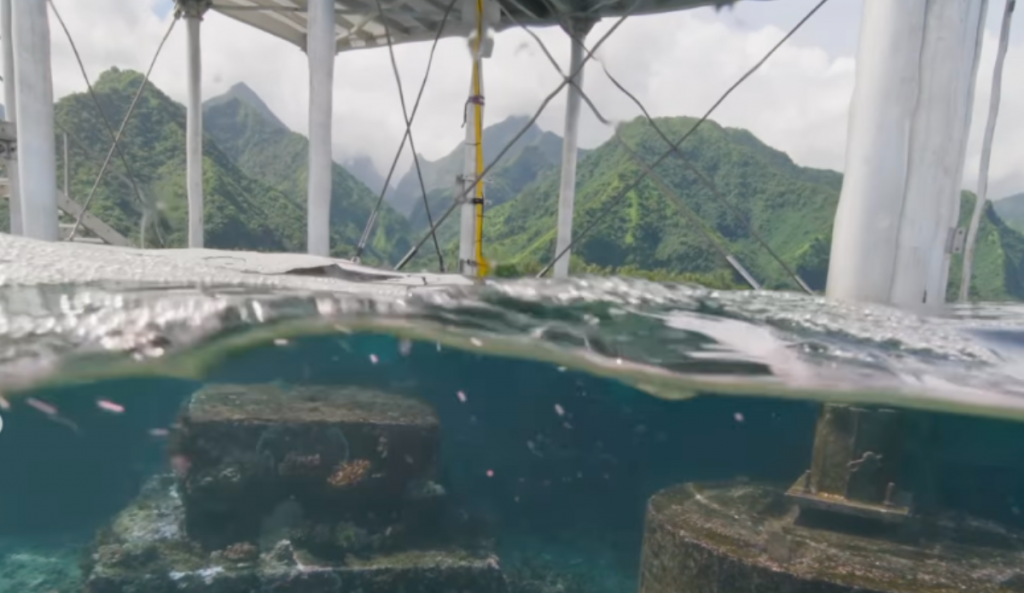 Tim McKenna Releases Photographs of Teahupo'o Reef After Olympic ...