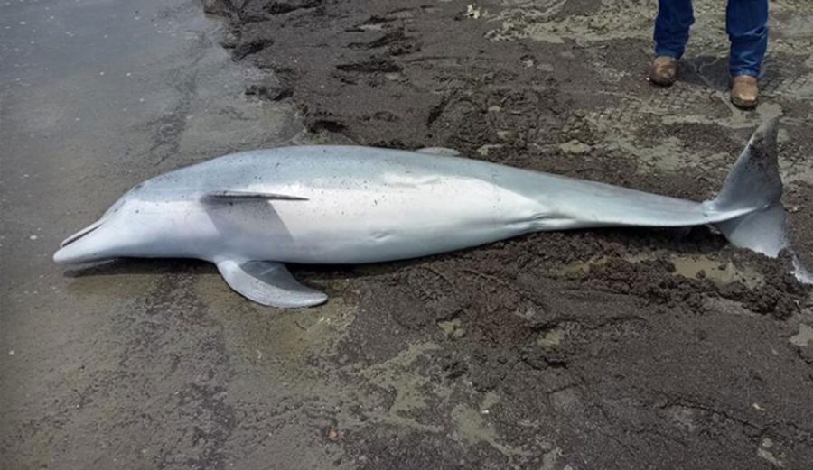 Researchers Find Fentanyl InDolphins In the Gulf of Mexico