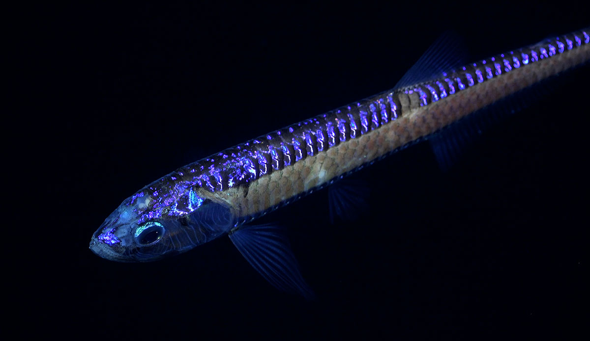 Over 50 New Marine Species Discovered Off the Coast of Rapa Nui